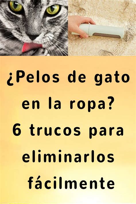 Pelos de gato en la ropa 6 trucos para eliminarlos fácilmente