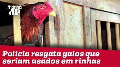 Polícia de SP resgata mais de Mil galos que seriam usados em rinhas
