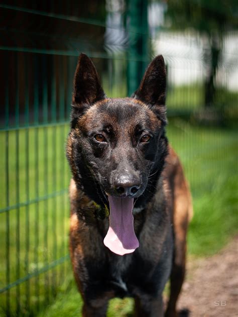 APAGI Djodjo CHIEN x Berger Belge Malinois à la robe Fauve charbonné