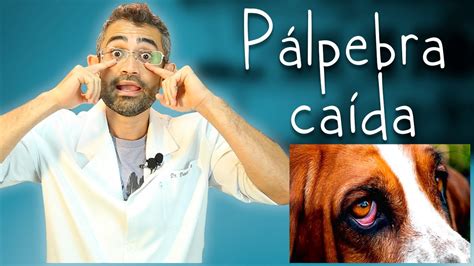 Ectrópio em cães e gatos causas sinais diagnóstico e tratamento