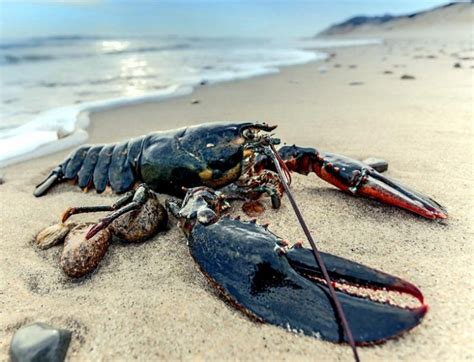 Atlantic Lobster Ocean Treasures Memorial Library