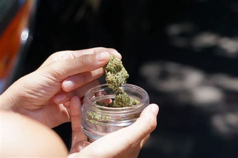 Llegó el 4 20 Este es el origen del Día Mundial de la Marihuana