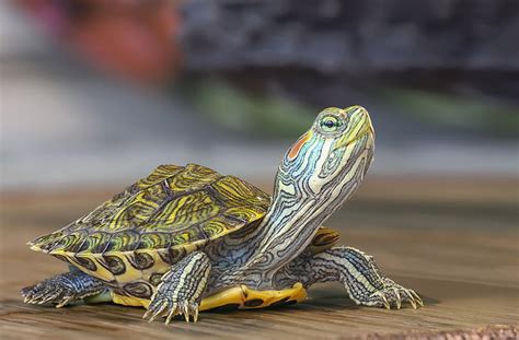 Tortuga Fondo De Pantalla Hd Wallpaperbetter