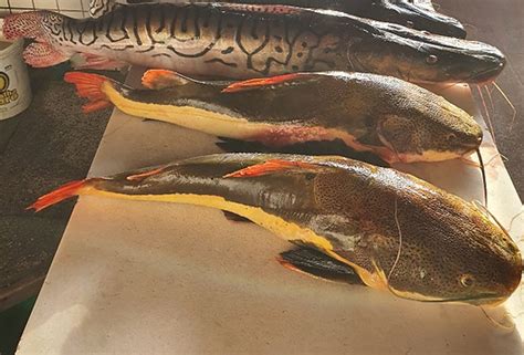 Pirarara Guia De Peixes Comercializados Em Monte Alegre