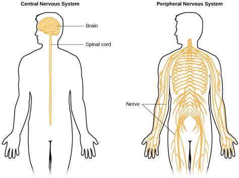 Approach To The Neurological Patient Stepwards
