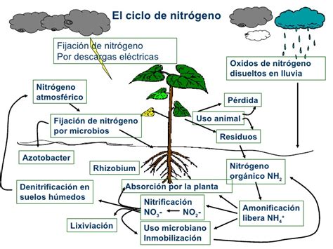 CICLO DEL NITRÓGENO FASES DEL CICLO DEL NITRÓGENO