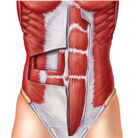 Torso Muscles Diagram Quizlet