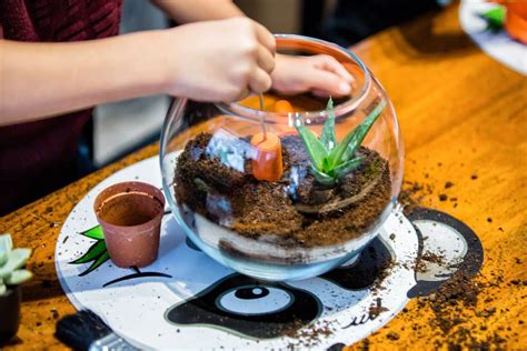 Terrário De Suculentas Faça Um Mini Jardim Encantador Cursos De