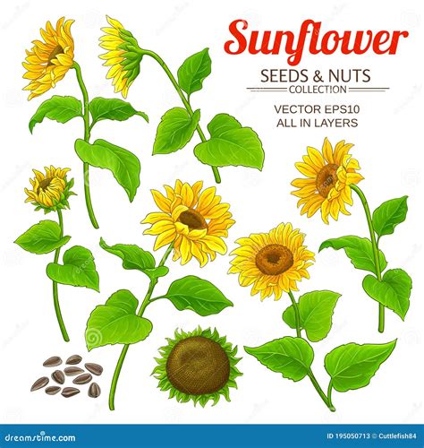 Conjunto De Vectores De Girasol Ilustración del Vector Ilustración de