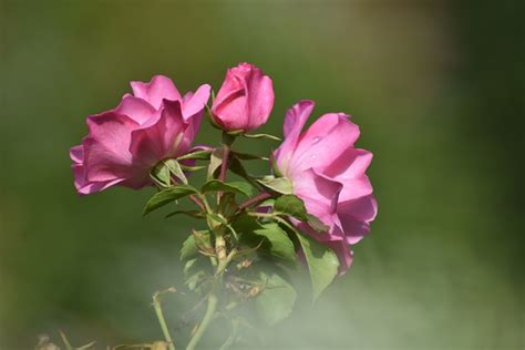 Rosor Rosa Blommor Gratis foto på Pixabay Pixabay