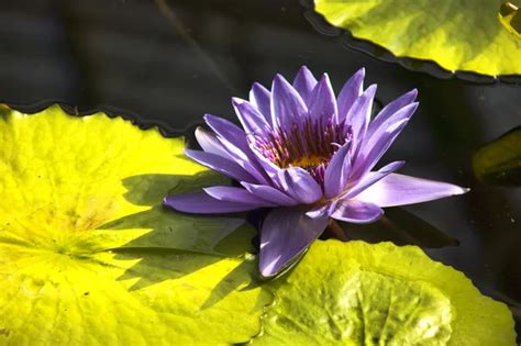 Lily Flower Images Search Images On Everypixel