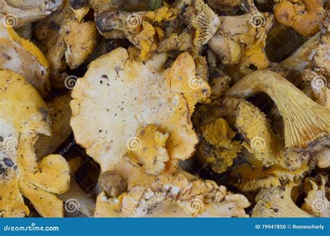 Edible Yellow Coral Mushroom Tastes Like Moss And Rot Ramaria Flava