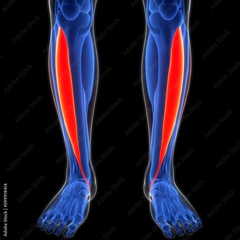 Human Muscular System Leg Muscles Tibialis Anterior Muscles Anatomy