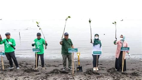 Tanam 6 000 Bibit Mangrove Wabup Probolinggo Ajak Rakyat Lestarikan