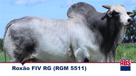 ROXÃO FIV RG RGM 5511 Touro Nelore ABS YouTube