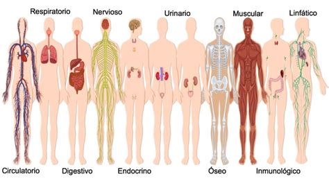 El cuerpo humano partes órganos y sistemas Toda Materia