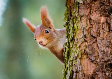 Lais Puzzle Neugieriges rotes Eichhörnchen späht hinter dem Baumstamm