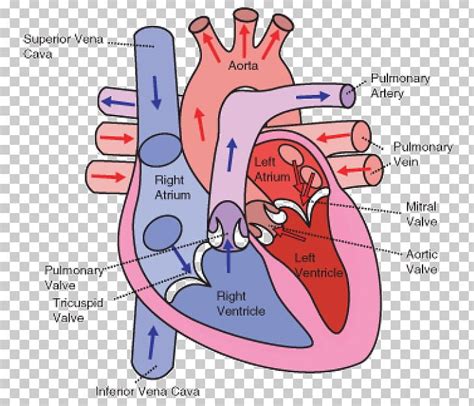Circulatory System Labeled Heart