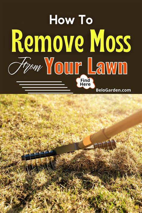 How To Remove Moss From Your Lawn In Lawn Remove Moss From Lawn