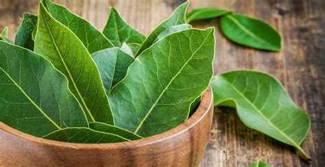11 Manfaat Daun Salam Rebusannya Manjur Untuk Kesehatan