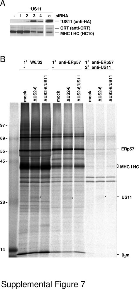HLA B Locus Products Resist Degradation By The Human Cytomegalovirus