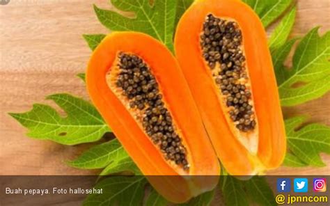 Nih Lima Manfaat Pepaya Bagi Kesehatan Radarbanten Co Id