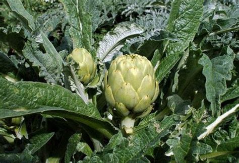 El Alcaucil es una de las verduras más apreciadas por sus propiedades