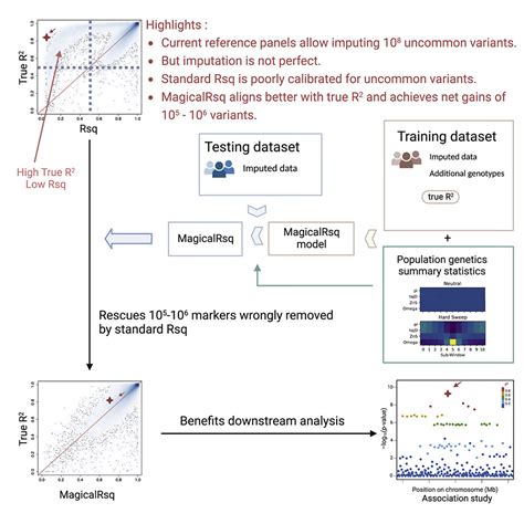 magicalrsq machine learning based genotype imputation quality calibration the american journal