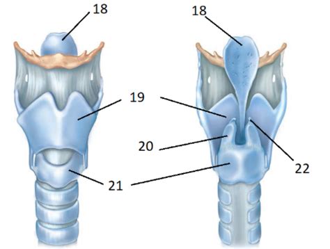 Tracheal Cartilage Diagram Quizlet