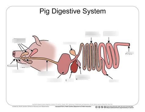 Part Pig Digestive System Diagram Quizlet