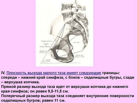 Анатомия и физиология женских половых органов презентация онлайн