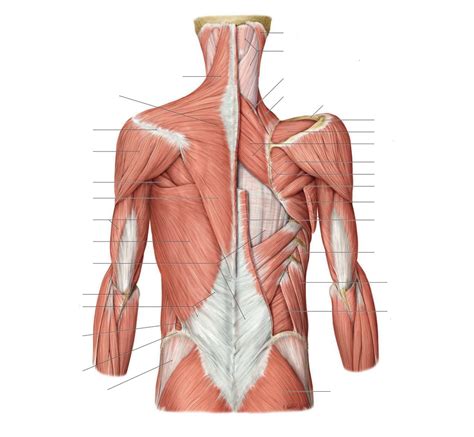 Superficial Back Muscles Diagram Quizlet