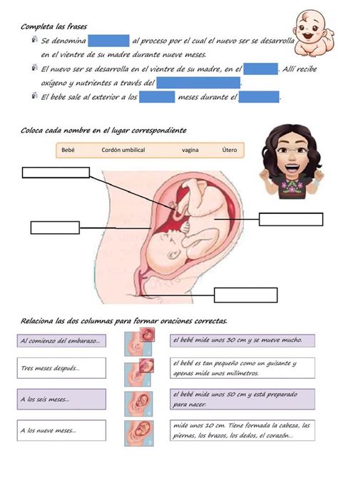 Actividad online de La reproducción Biology teacher Biology School