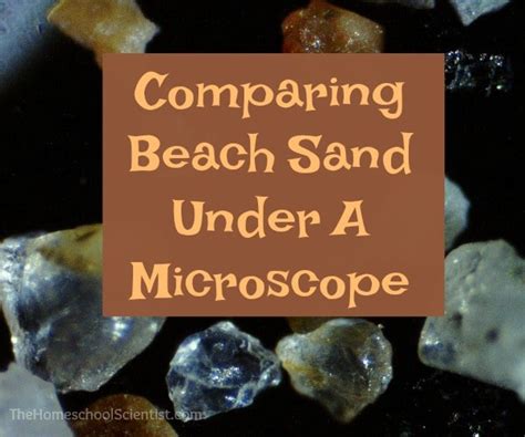 Comparing Beach Sand Under The Microscope The Homeschool Scientist