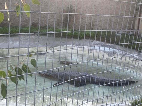 Tijuana Local on Twitter Nico el caimán más grande del Parque
