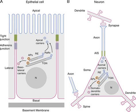 Schematic Representation Of A Polarized Epithelial Cell And A Neuron