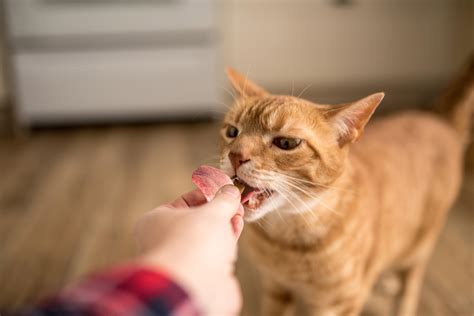Donner sa langue au chat d où vient cette expression
