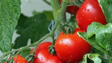 Cómo germinar tomates de supermercado en solo 5 días bricolajesencillo