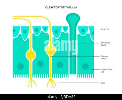 Olfactory Epithelium Illustration Stock Photo Alamy