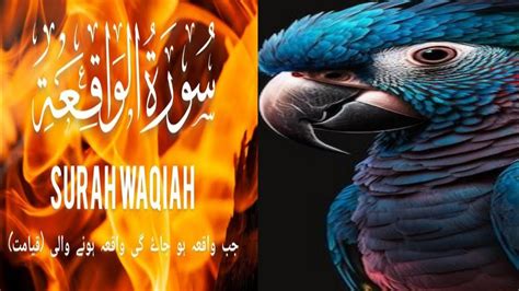 Surah Al Waqiah سورة الواقعة beautiful recitation of surah waqia