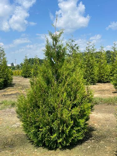 THUJA Occidentalis ELEGANTISSIMA ARBORVITAE Browns Nursery
