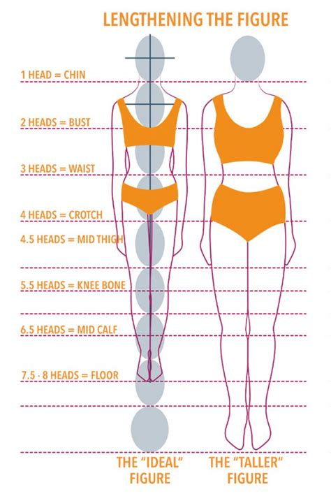 Understanding Body Proportions The Creative Curator
