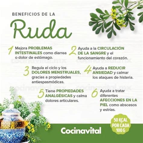 Beneficios De La Ruda Como Utilizarla De La Manera Correcta Artofit