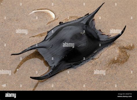 Black Egg Case Or Egg Capsule Of A Skate On Sand On The Beach Stock