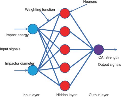 a three layer back propagation bp neural network structure download scientific diagram