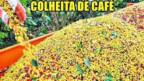 COLHEITA DE CAFÉ MECANIZADA YouTube
