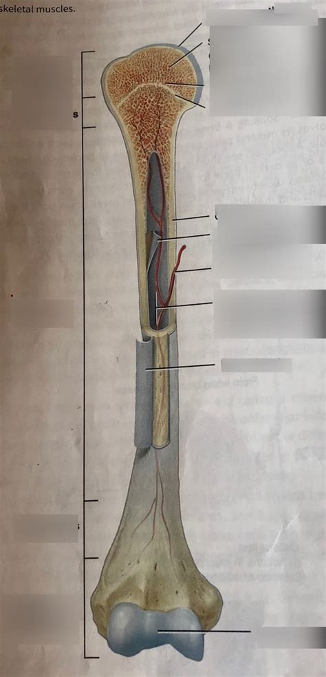 Bone Diagram Diagram Quizlet