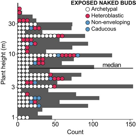 Temperate Woody Angiosperm Species With Exposed Naked Bud Morphologies