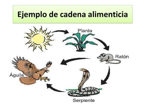 Esquema de cadena alimenticia Fotos Guía 2024
