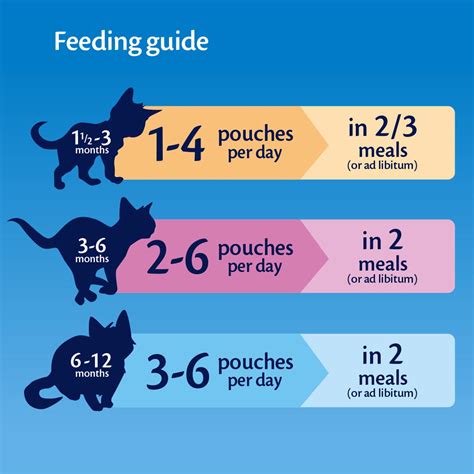 Kitten Feeding Schedule How Much Food Kittens Need